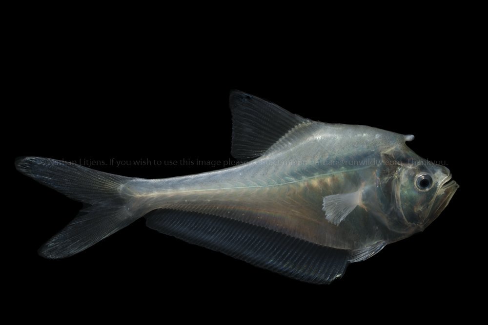 Male Kurtus Fish