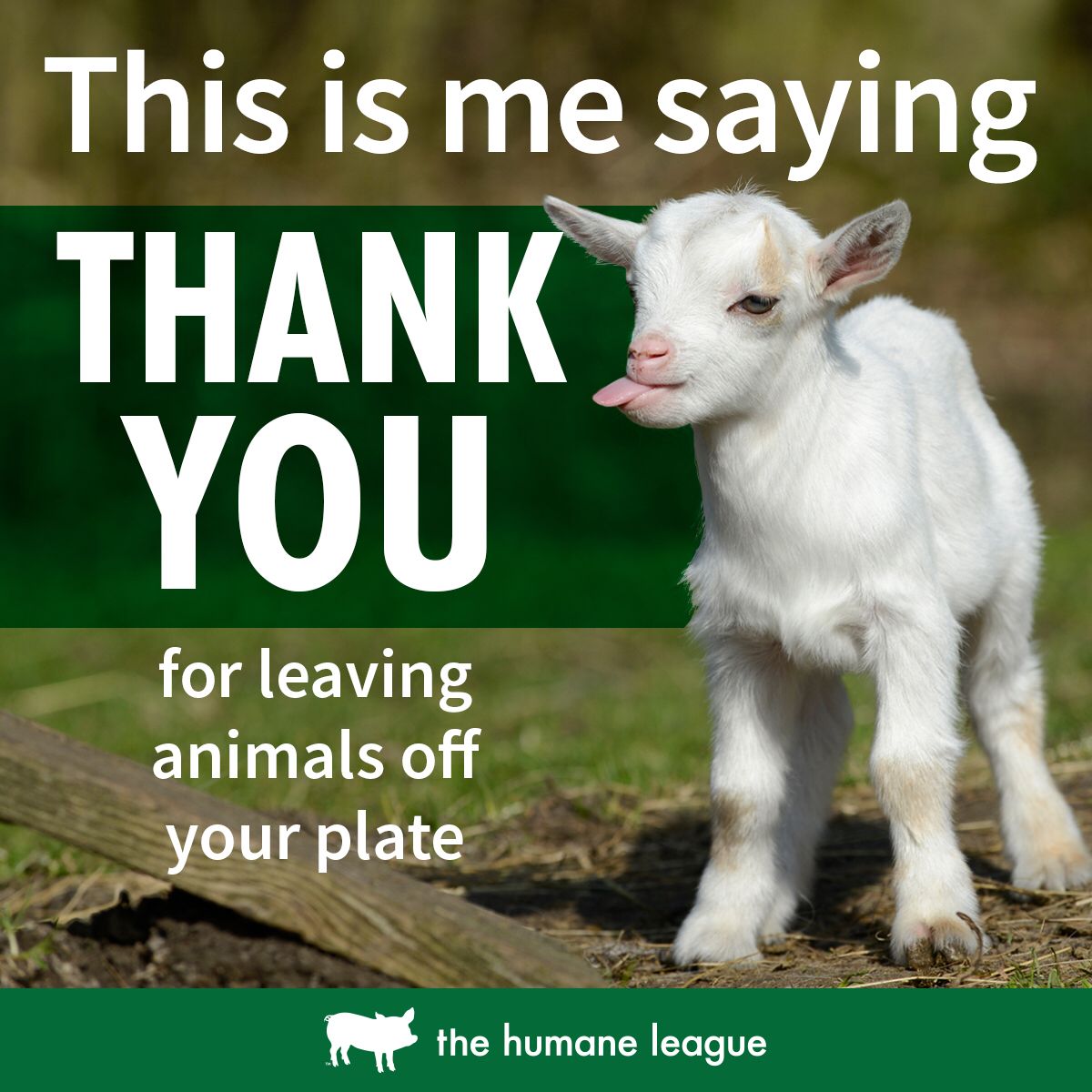 Animals Saying Thank You