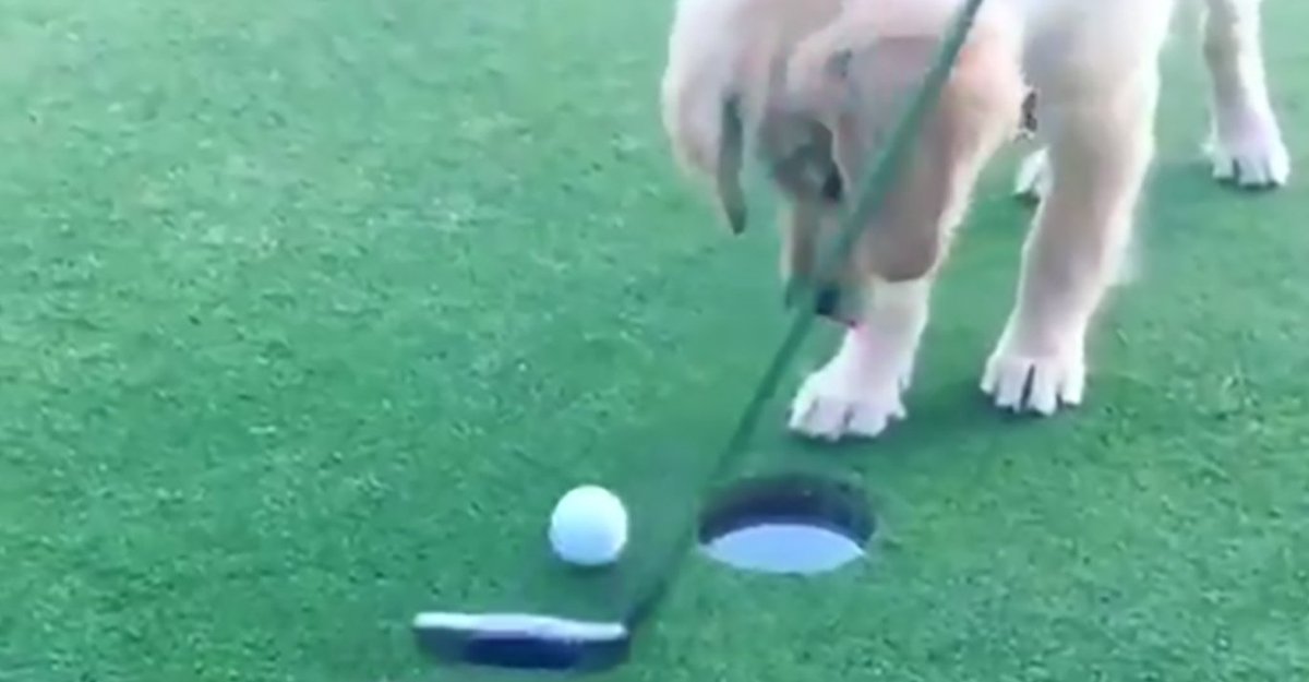 Dogs Playing Golf