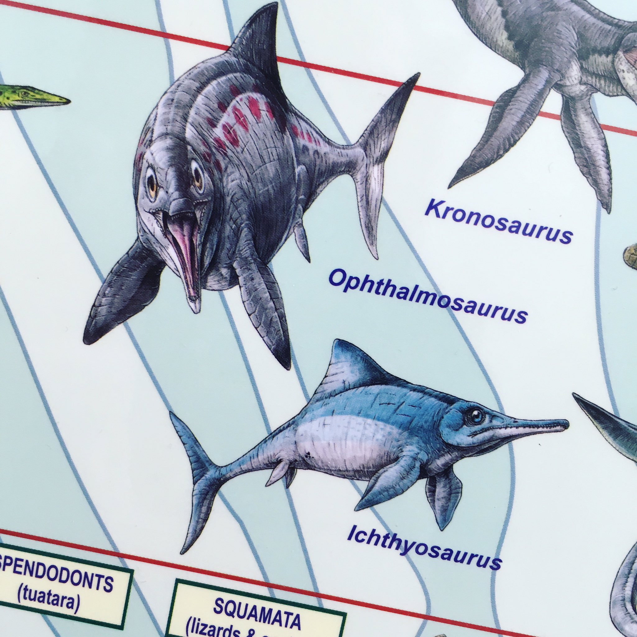 Ophthalmosaurus Ophthalmosaurus 3D Model 3D Printable | CGTrader