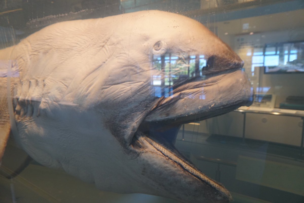 となっしー (@moco_ts) | Twitter