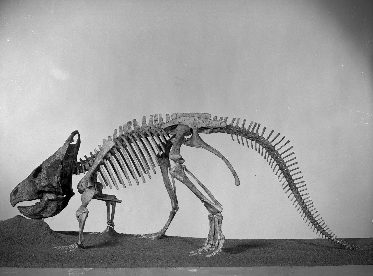 Protoceratops Skeleton