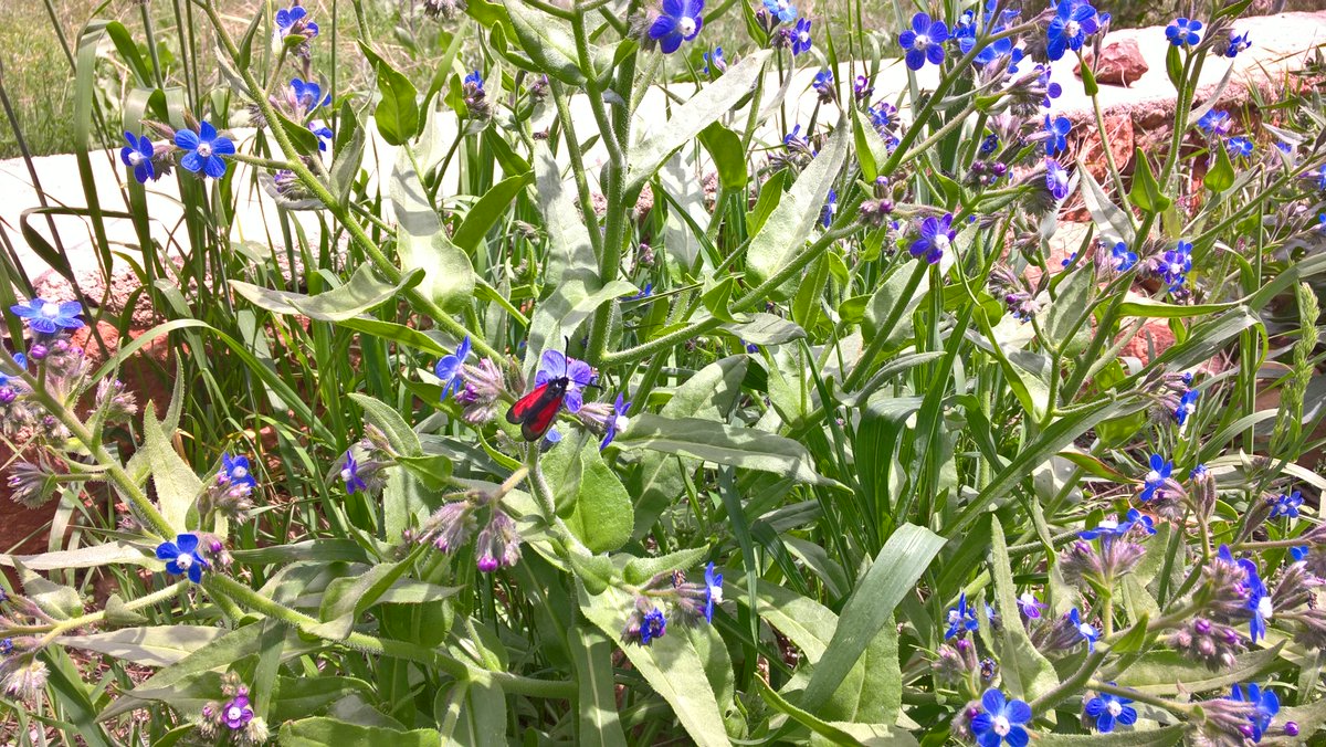 Shushan Flower Armenian | Best Flower Site