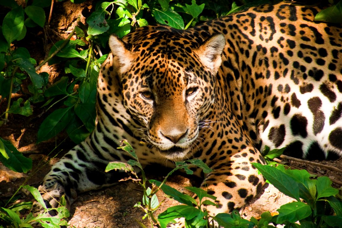Especies Endemicas De Mexico