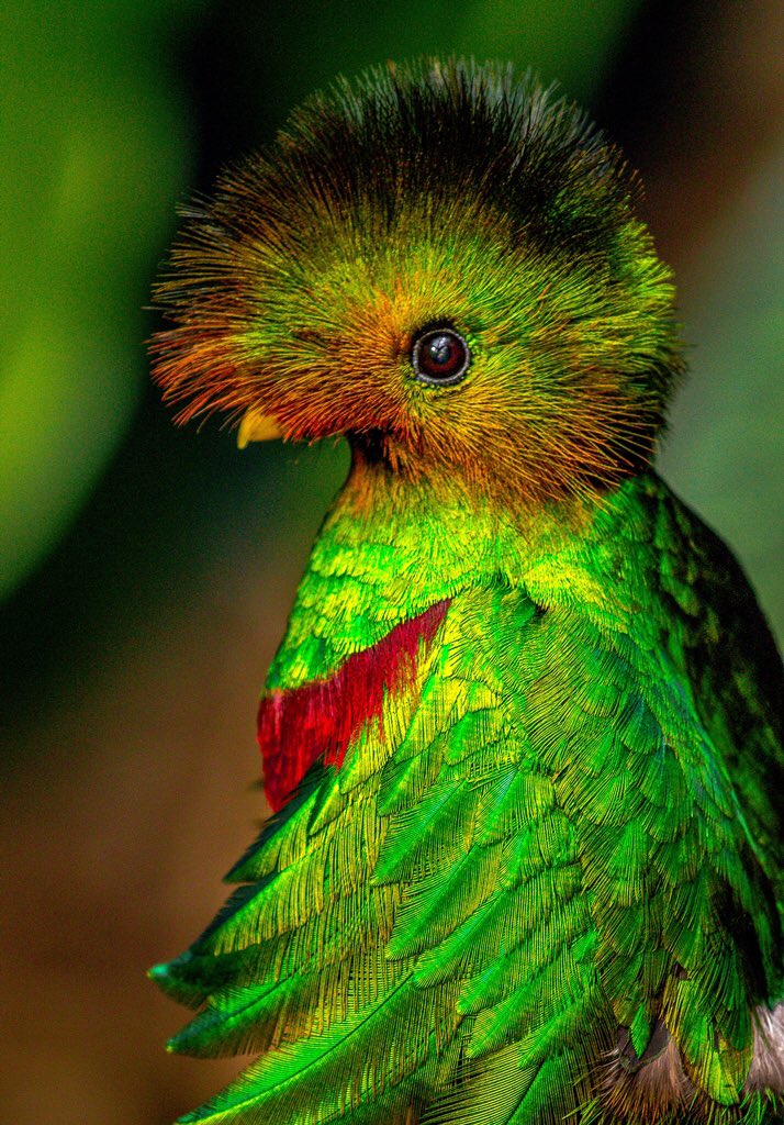 El zoológico miguel Álvarez del toro de alberga más de 1,600 especies ...