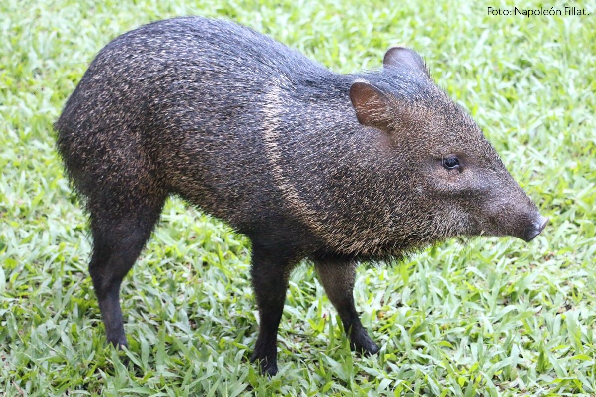El pecarí de collar es un animal diurno que vive en la , en grupos de ...
