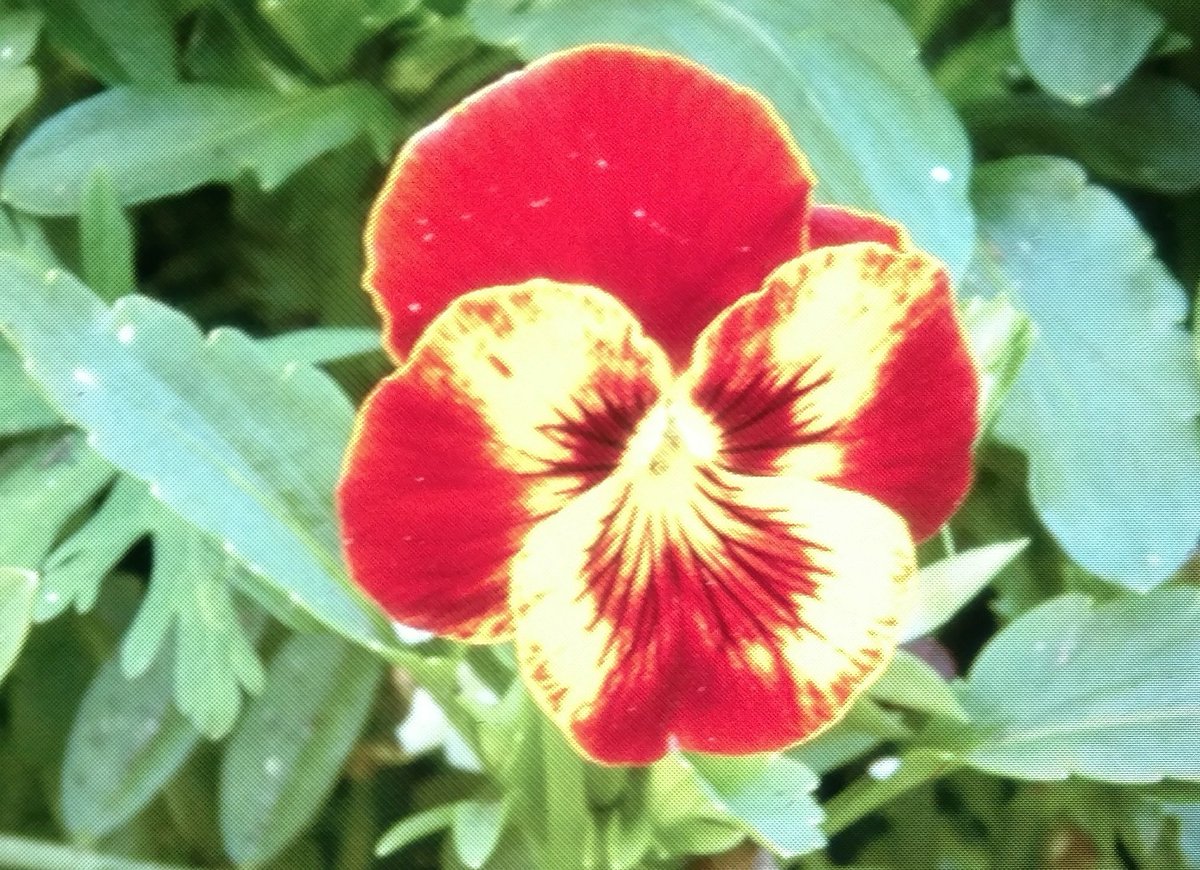 Zander Phoenix® (@Zander_Pheonix_) | Twitter