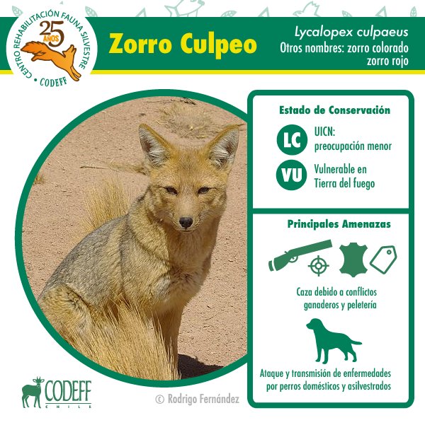 Especie De Zorro Culpeo
