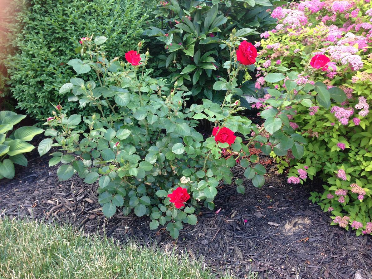 Canadian Shield Plants