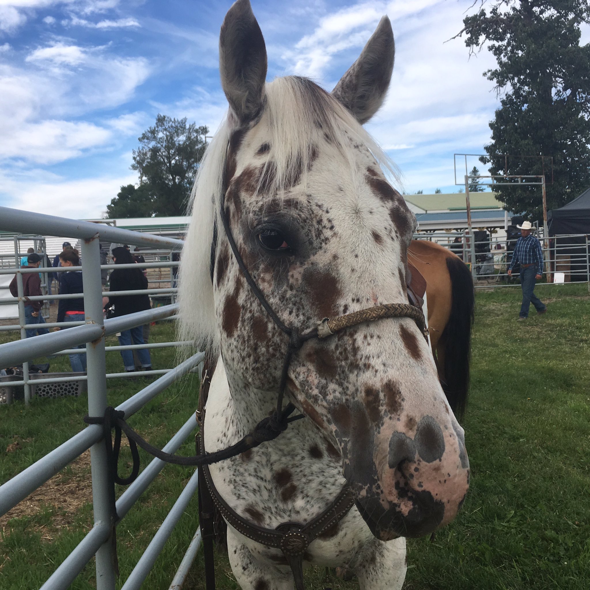 Real Ghost Horse