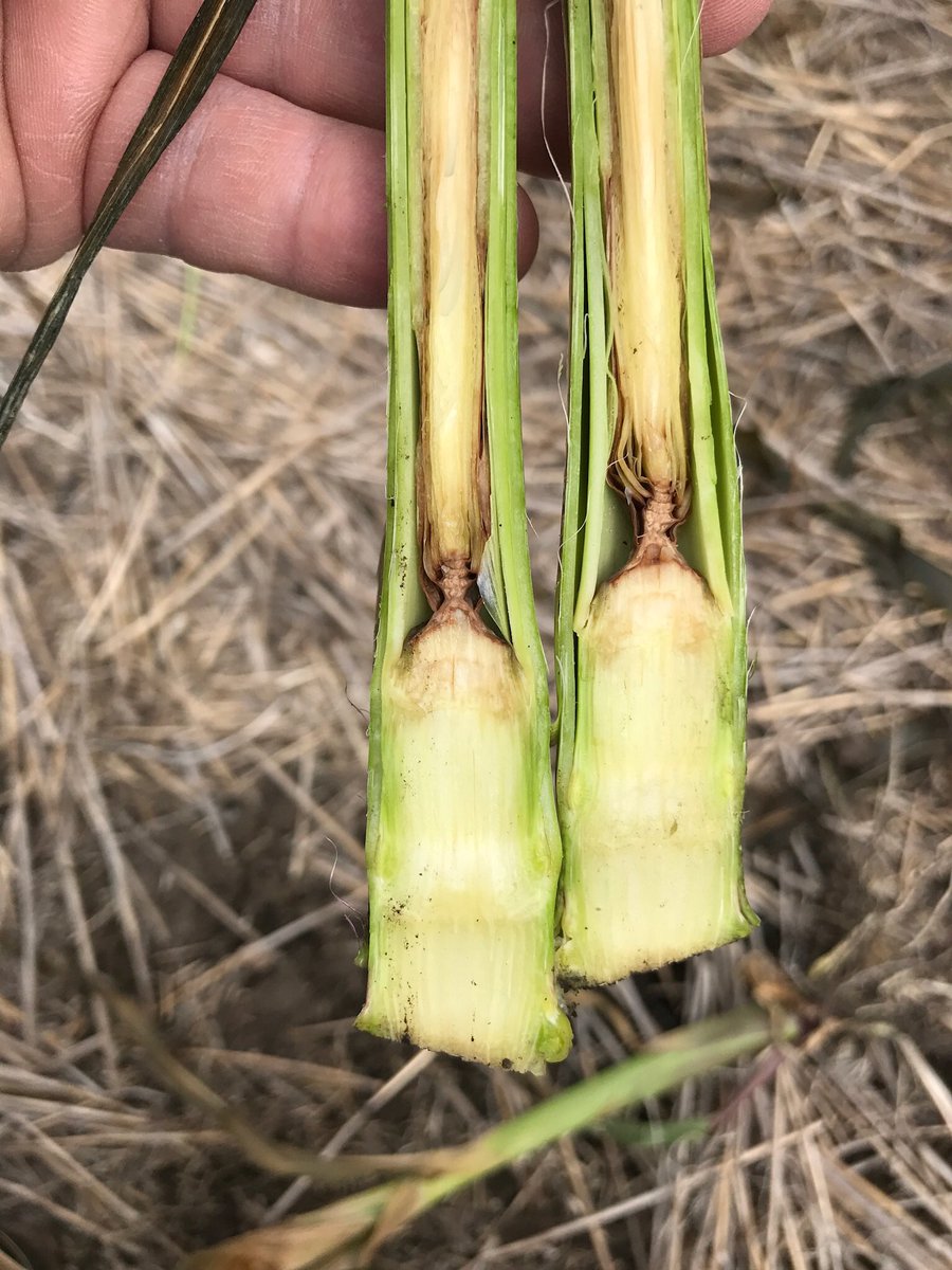 Frost and Frozen Corn in the Fields USA June 26 & 27th | Mini Ice Age ...