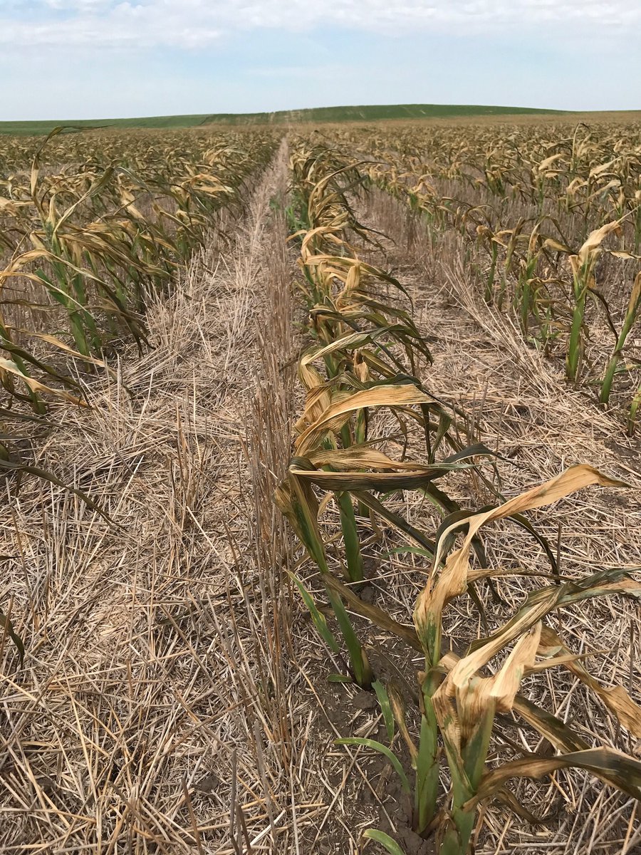 Frost and Frozen Corn in the Fields USA June 26 & 27th | Mini Ice Age ...