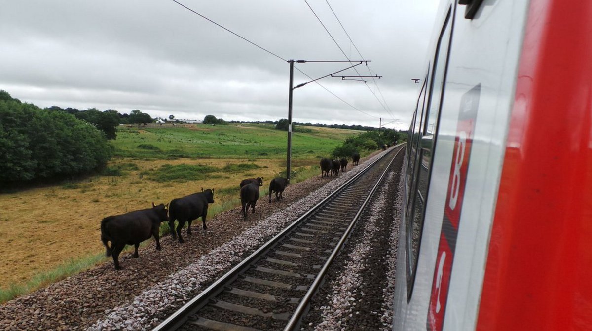 Udder chaos: Cows bring trains to a standstill | Anglia - ITV News