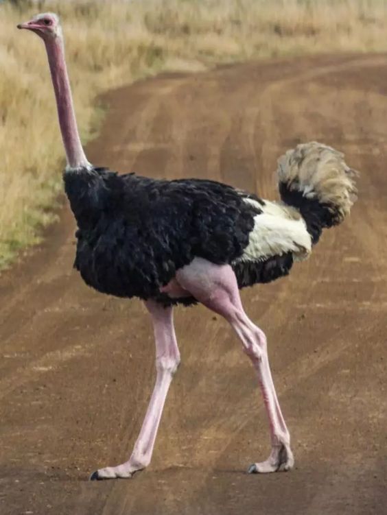 Ostrich Kick
