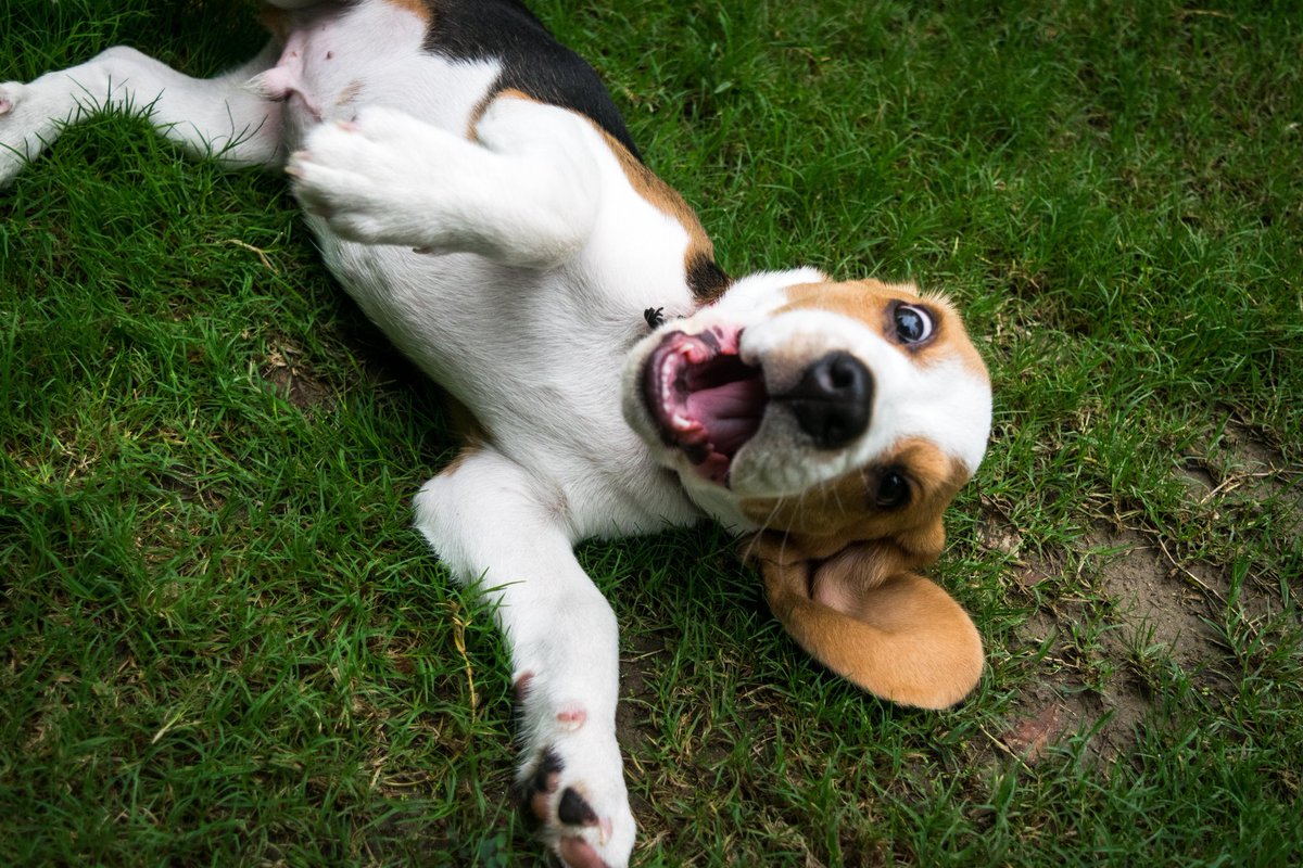 Yatin Gera (@nerdchacha) | Twitter