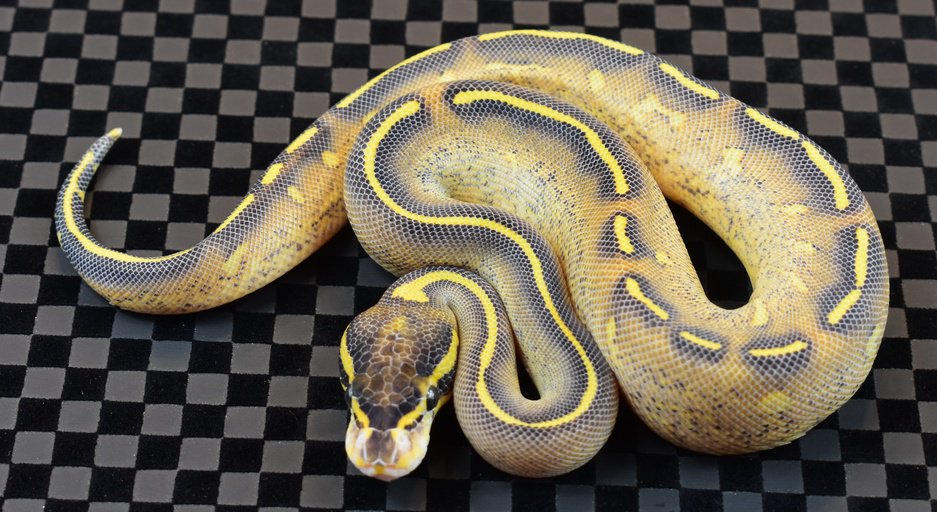 Het Red Axanthic Ball Python