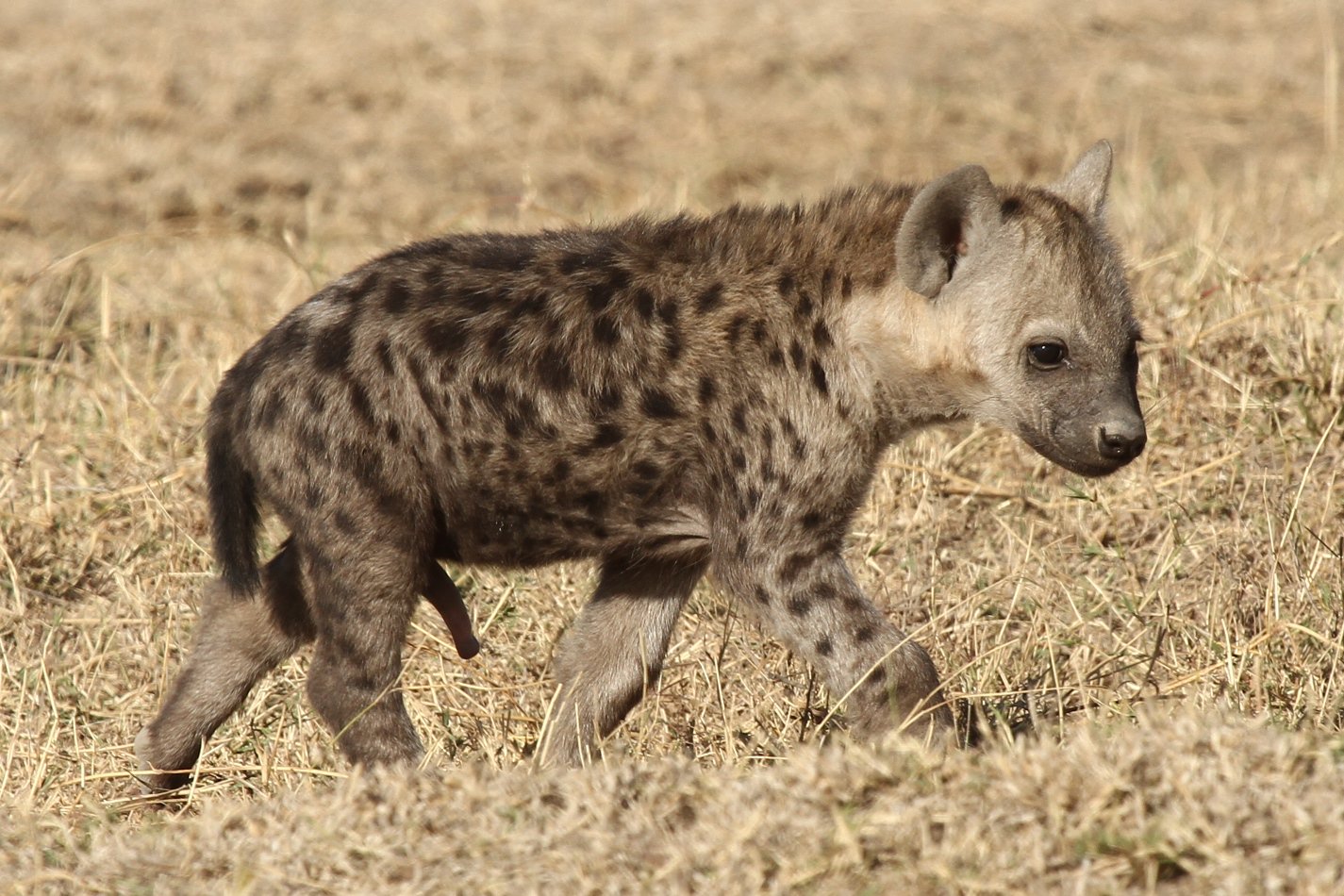 Cute Hyena Cubs