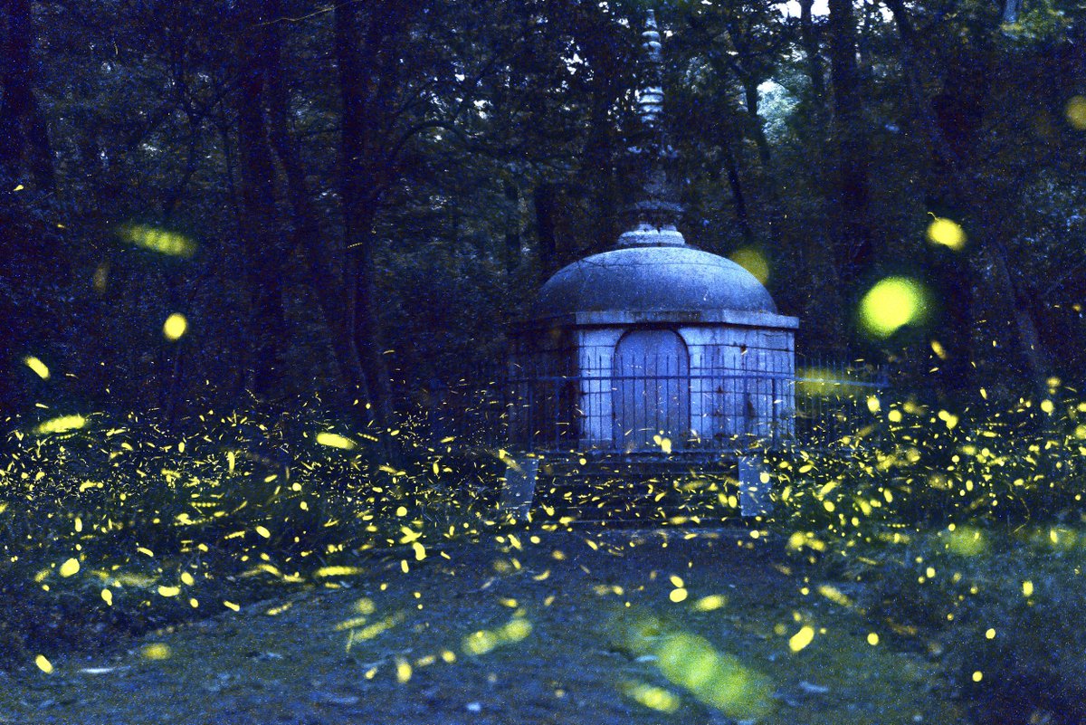 Reach for the stars: Fireflies in east China's Nanjing light up the ...