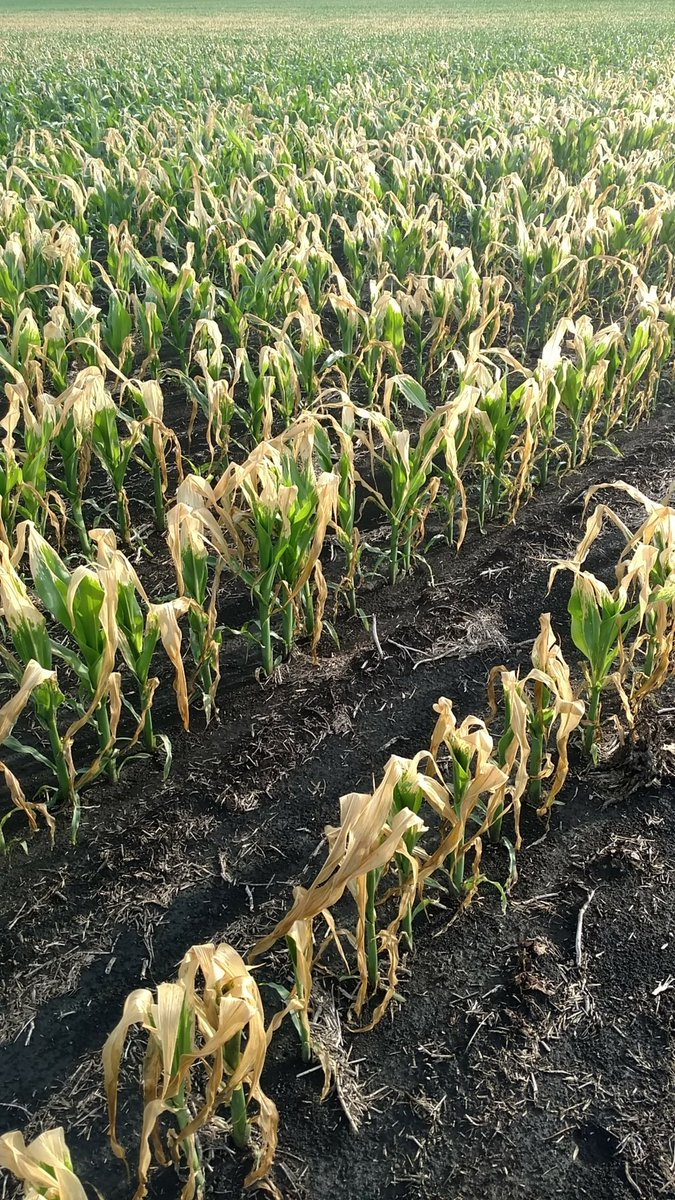 Frost and Frozen Corn in the Fields USA June 26 & 27th | Mini Ice Age ...