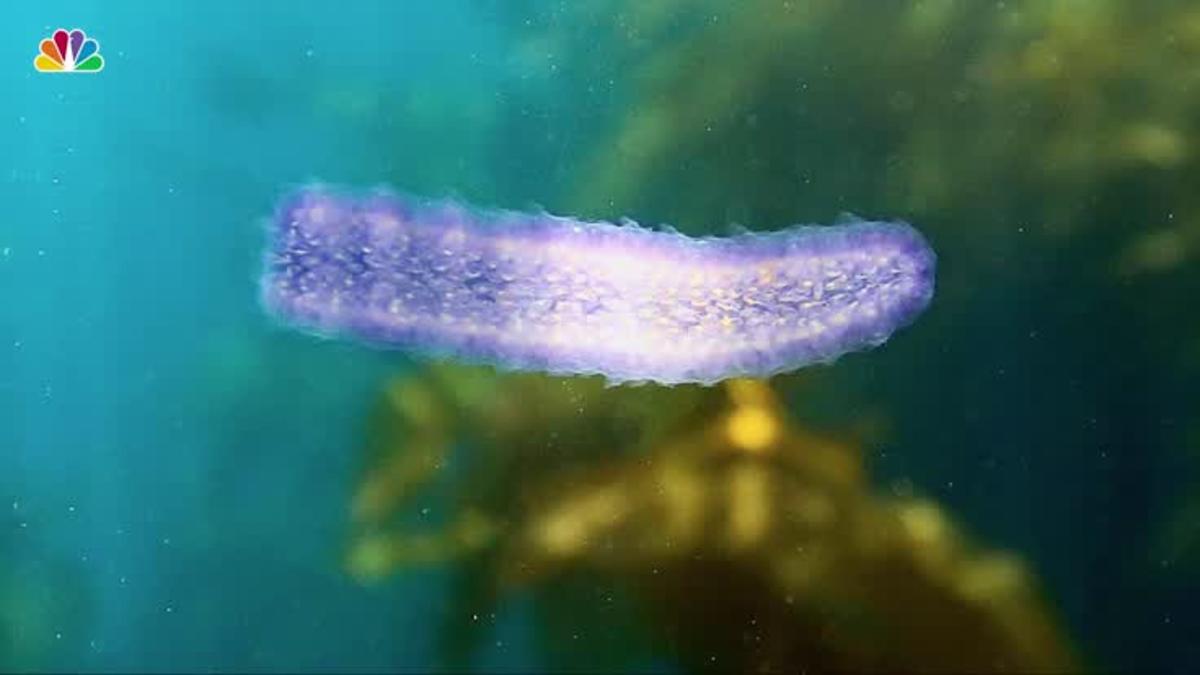 Squishy Sea Creatures Appear Along the West Coast http://bit.ly/2tvryn8 ...