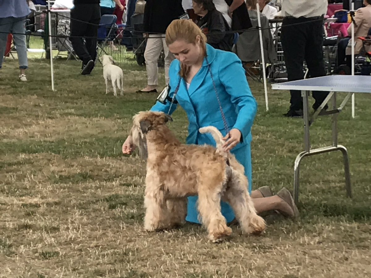 Silkcroft Soft-Coated Wheaten Terriers