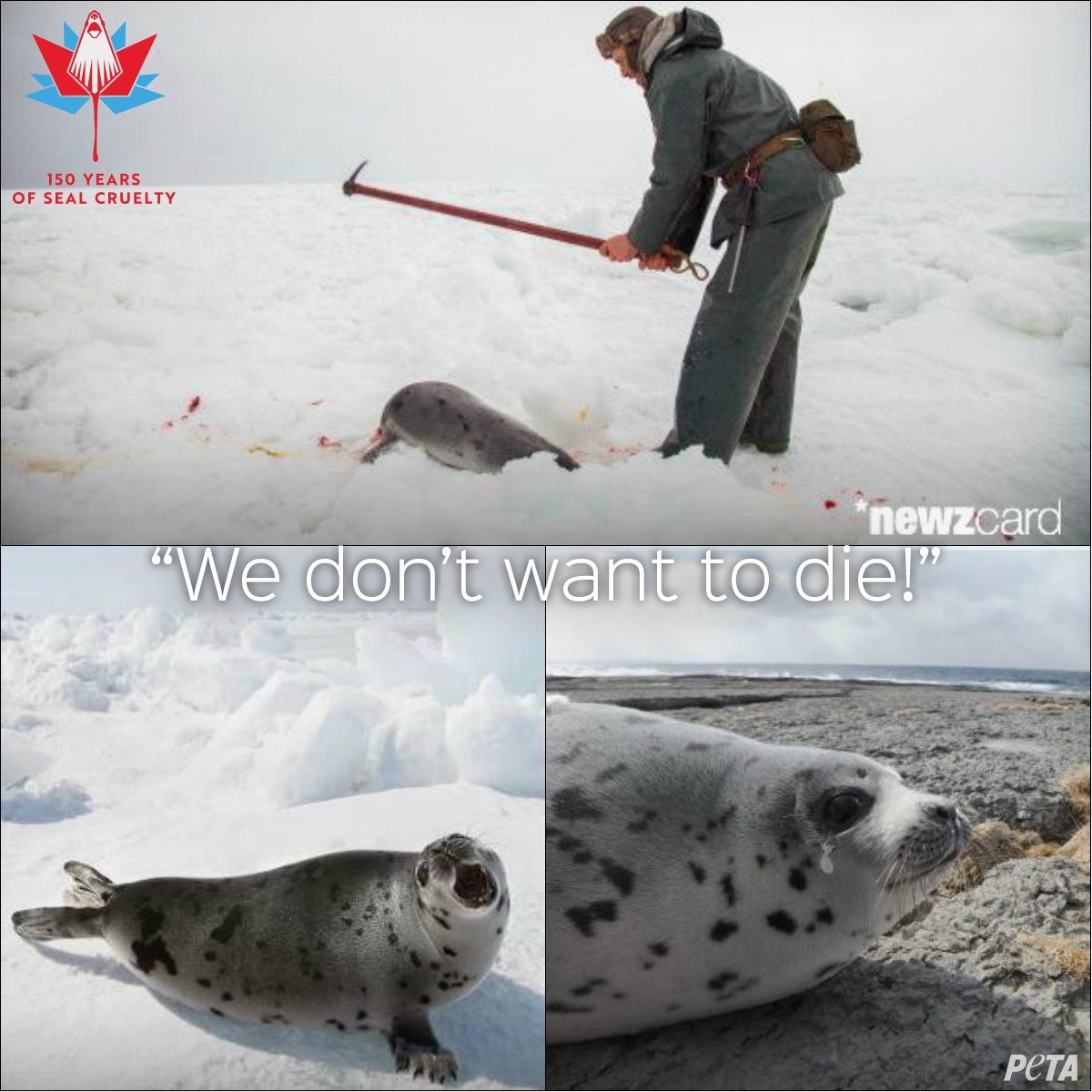 Baby Seal Meme Clubbing