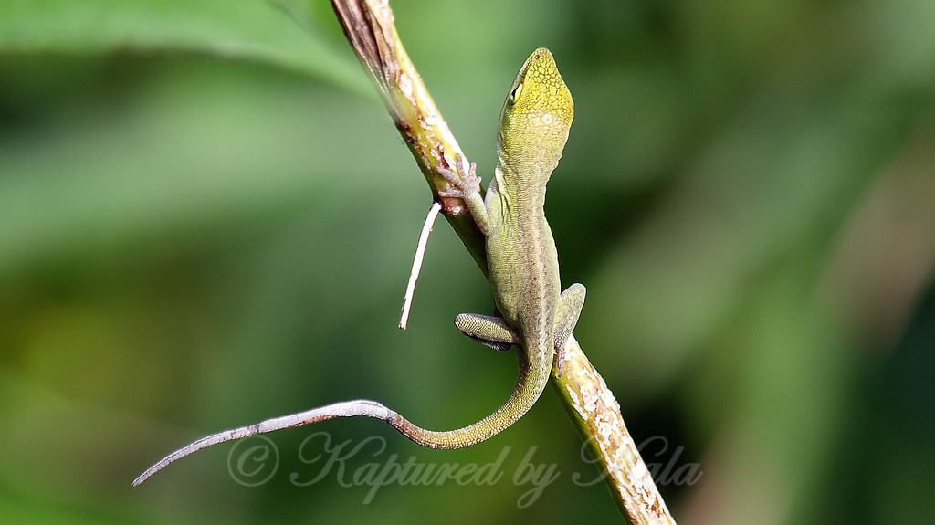 Baby Anole Lizard