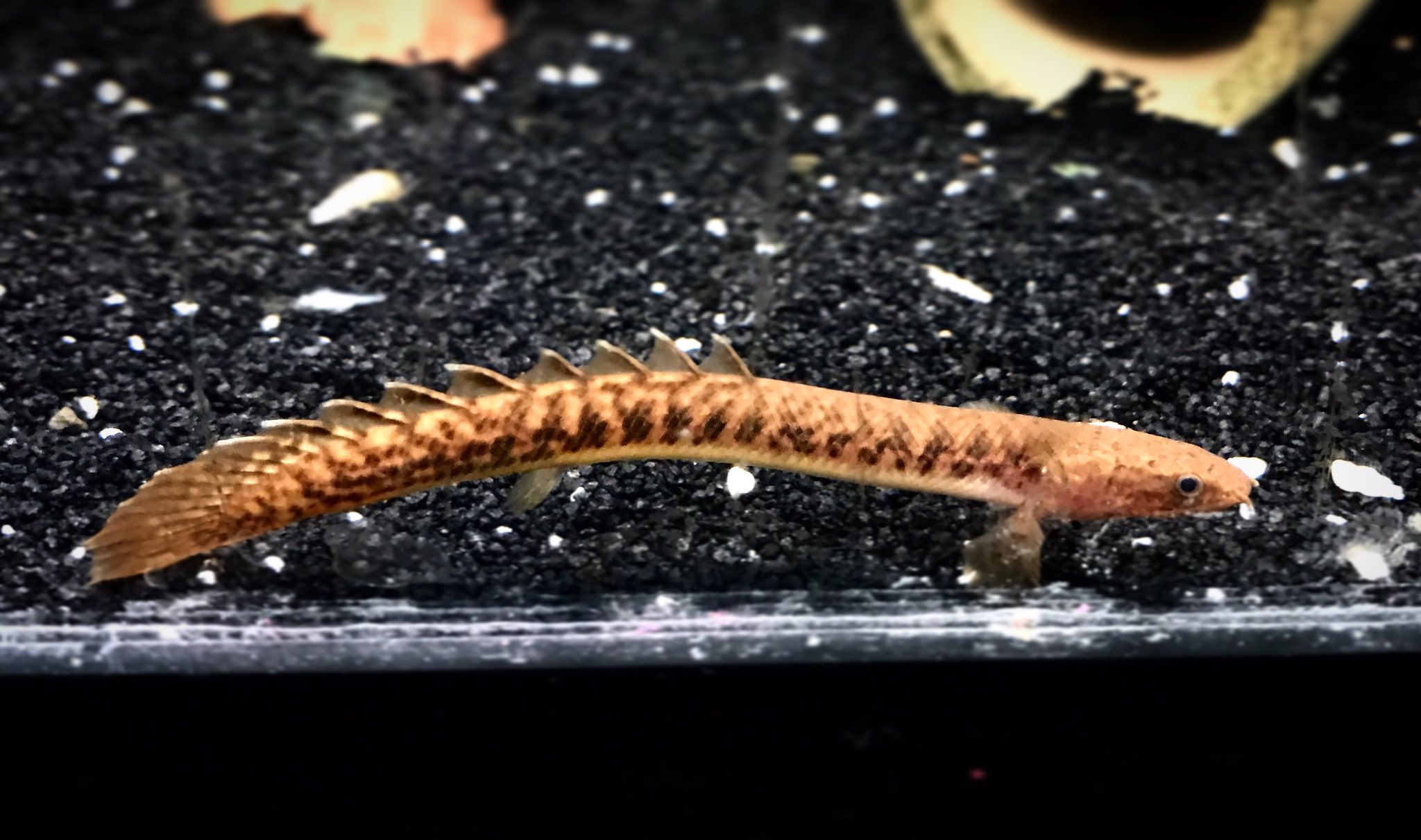 Polypterus Teugelsi