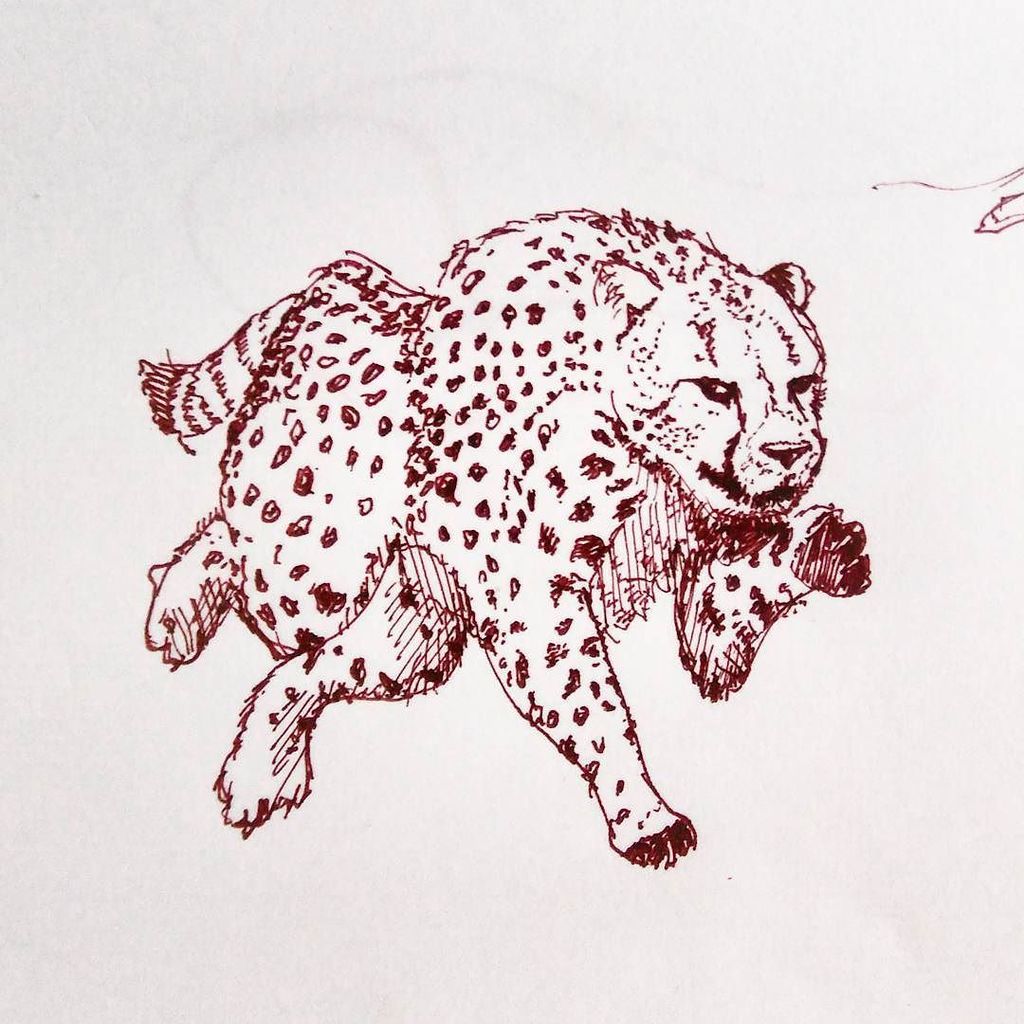 Trace Draw Cheetah
