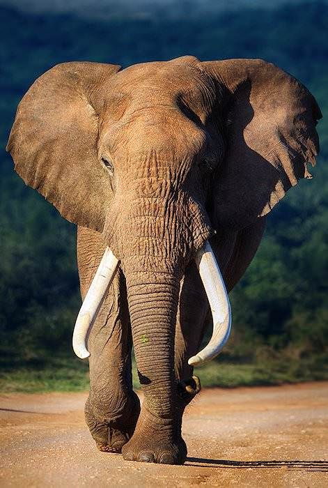 African Elephant Ears