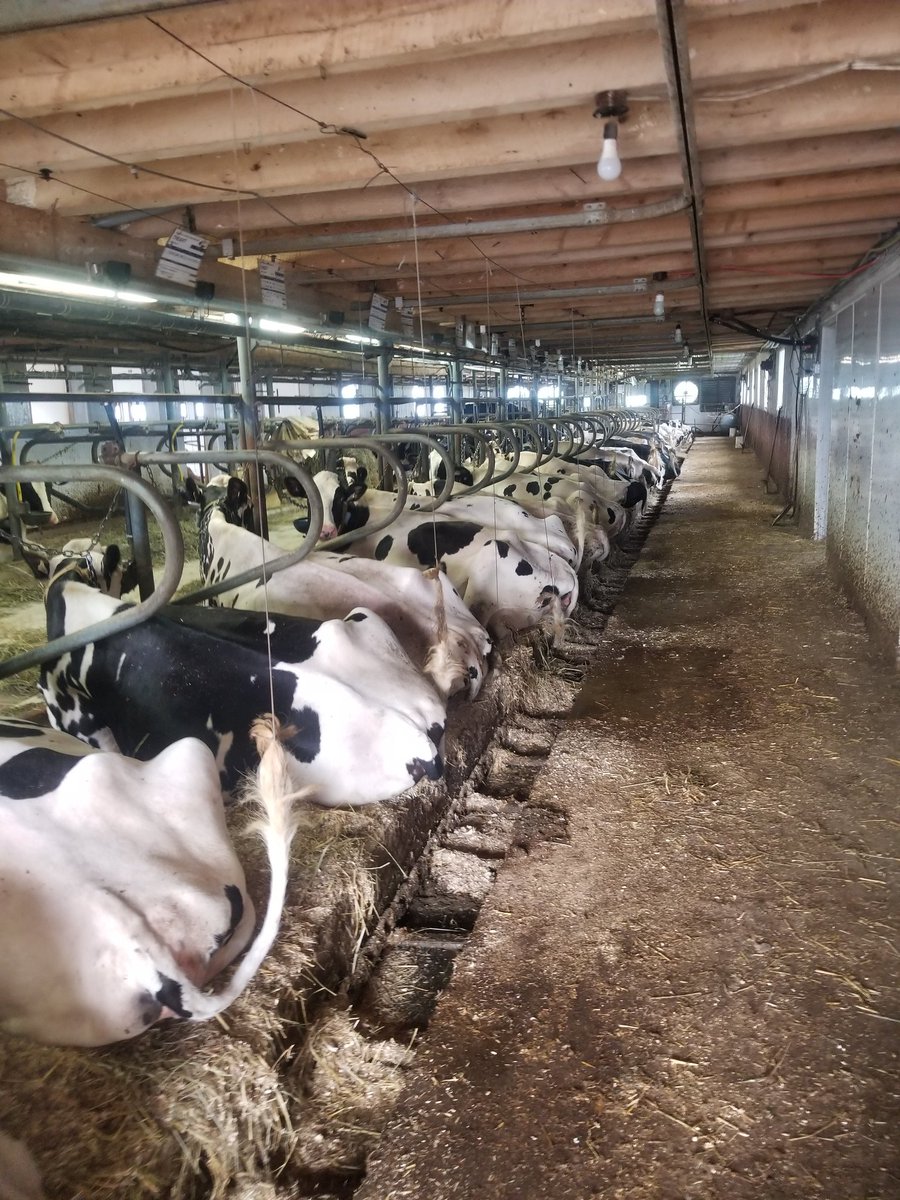 CowSignals Training (@CowSignals) | Twitter