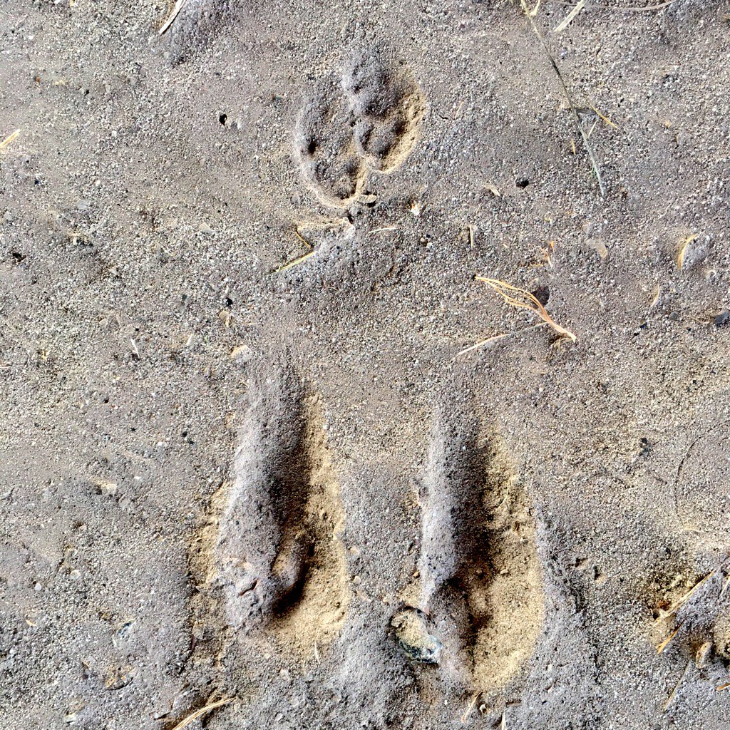 Cottontail Rabbit Tracks