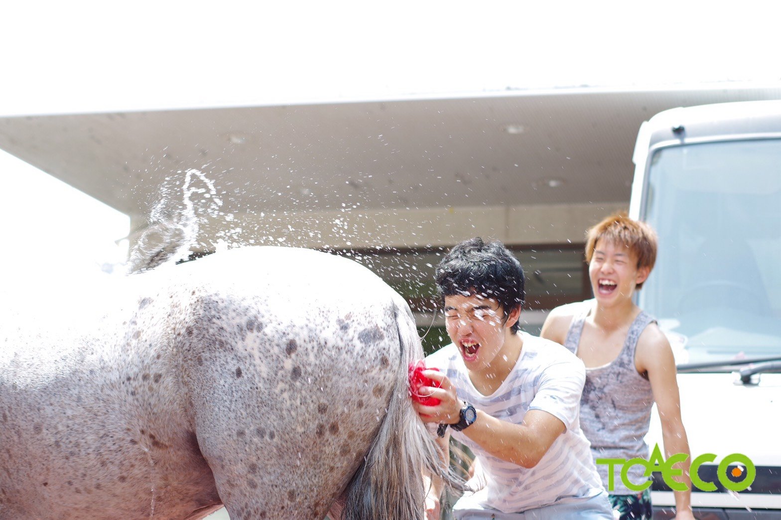 【公式】TCA ECO （動物海洋専門学校） on Twitter: "今日も暑い1日でしたぁ(￣ ￣;)!!！ でもこの在校生の笑顔をご覧ください 今日は絶好の馬🐴シャン日和☀ ecoの学生 ...