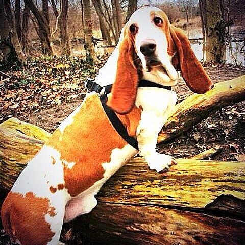 Roscoe P Coltrane Dog