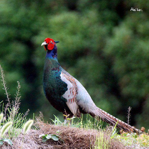Japanese National Bird