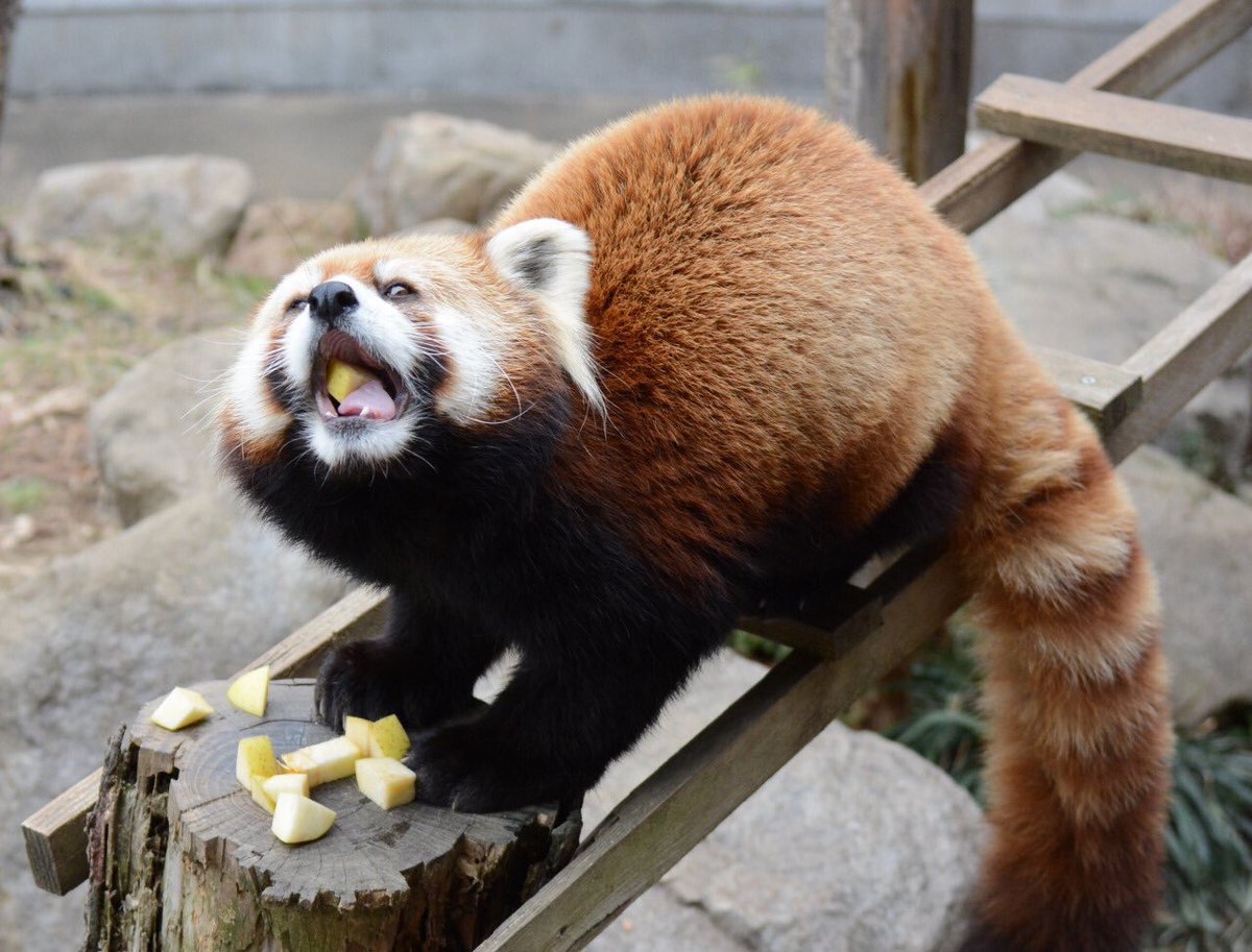Red Panda Fighting