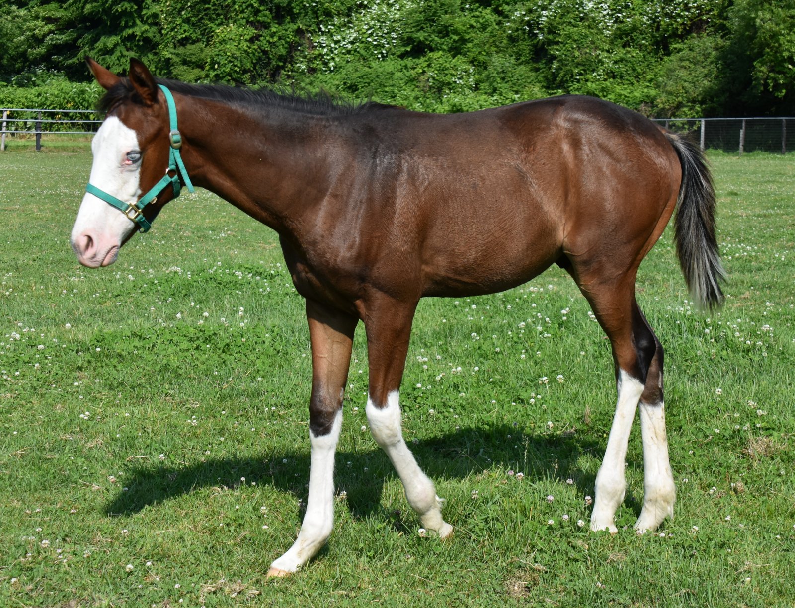 パカパカ工房 On Twitter ボニーたん🐴「うーん、近所には売ってないな~ ´・ω・` 」 ボニーたん、とうとう千歳まで来てしまい