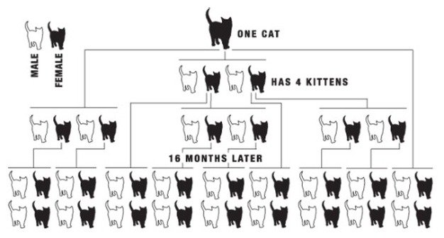Reminder: In just 7 years, one female cat & her offspring can produce ...