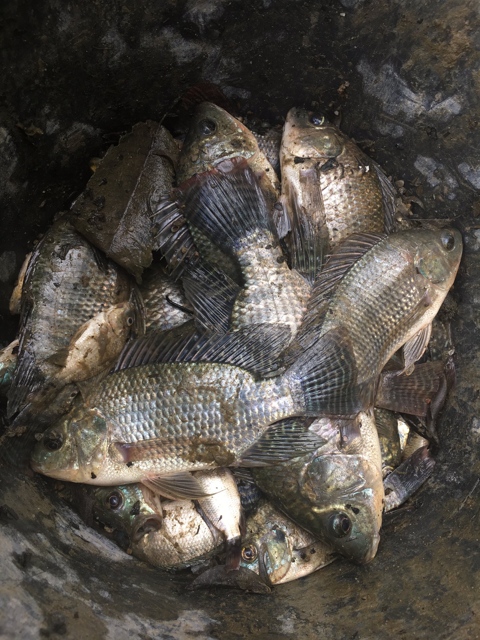 Ikan Nila Hitam
