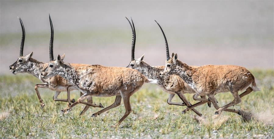 Tibetan Antelope Baby