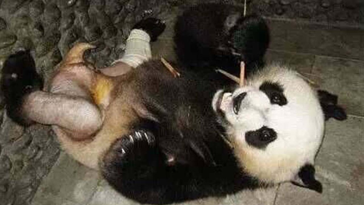 A “pants-off panda” with its leg shaved after an injury becomes a star ...