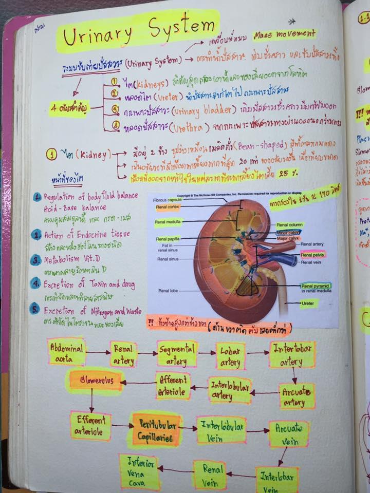 eduzones on Twitter: "อนาโตมี่ ฉบับย่อ EP.5 https://t.co/PvFKtF9ljM…