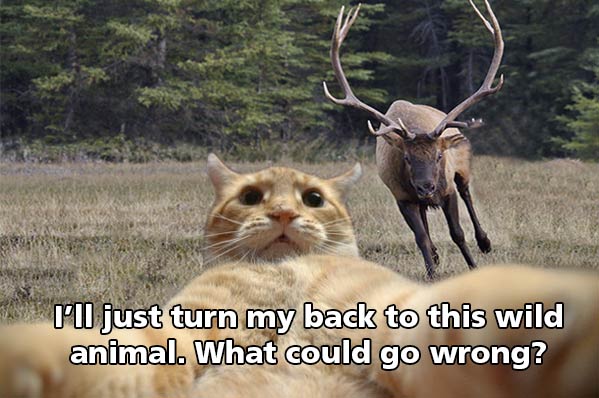 Elk Memes