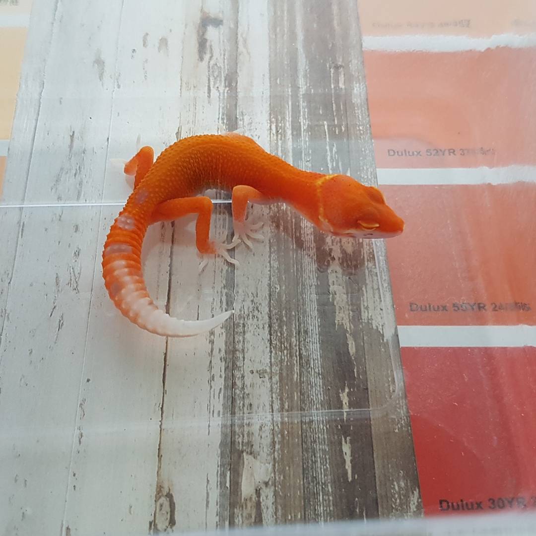 Electric Tangerine Leopard Gecko