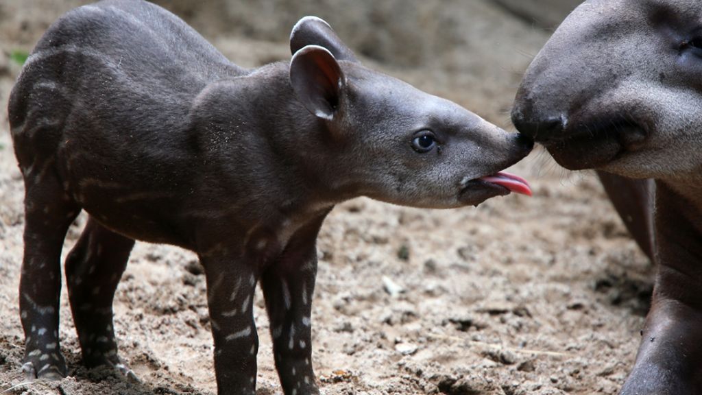 Baby Tapir Tongue