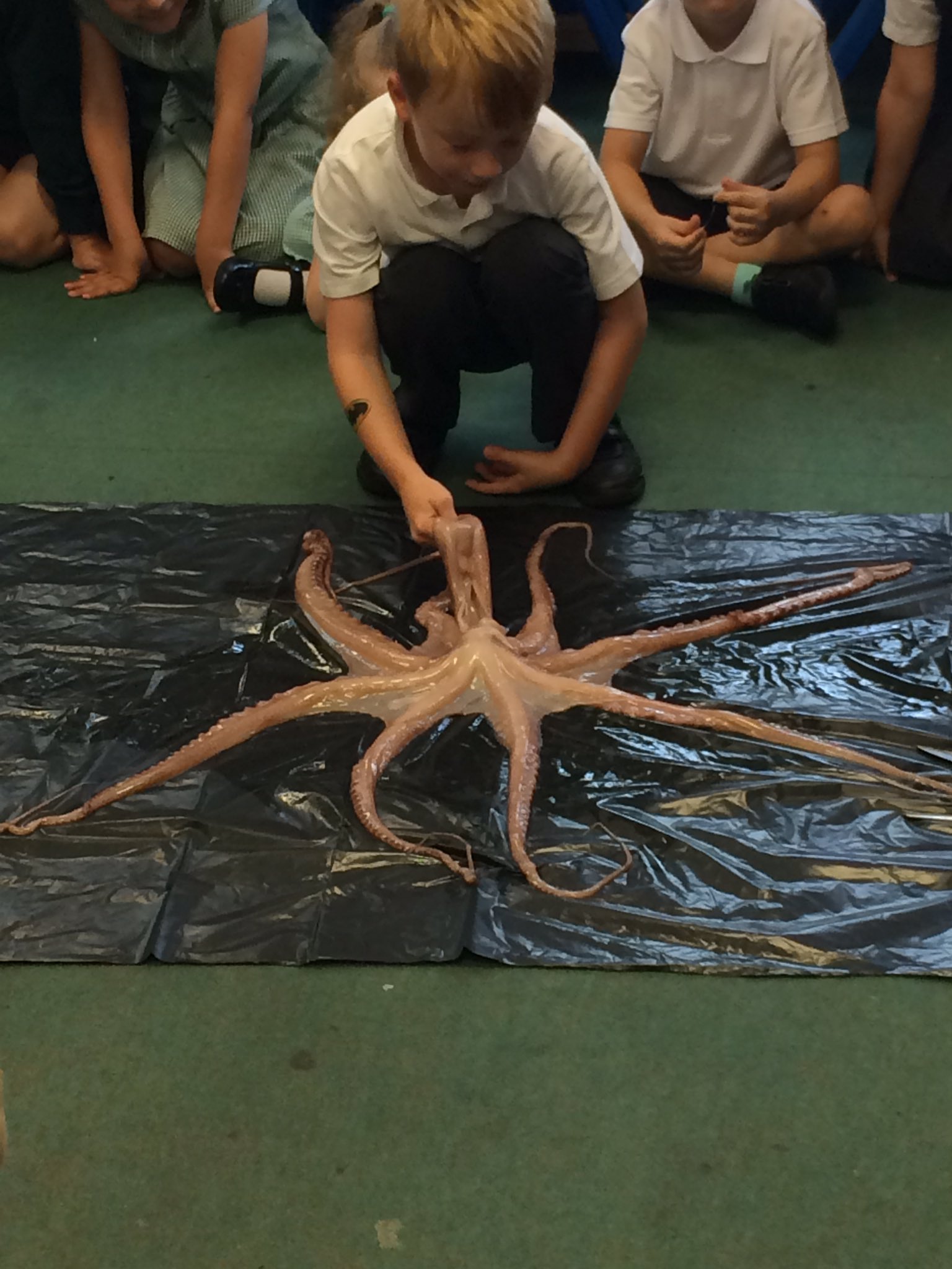 Octopus Dissection Ceres Science Morphology Of An Octopus By