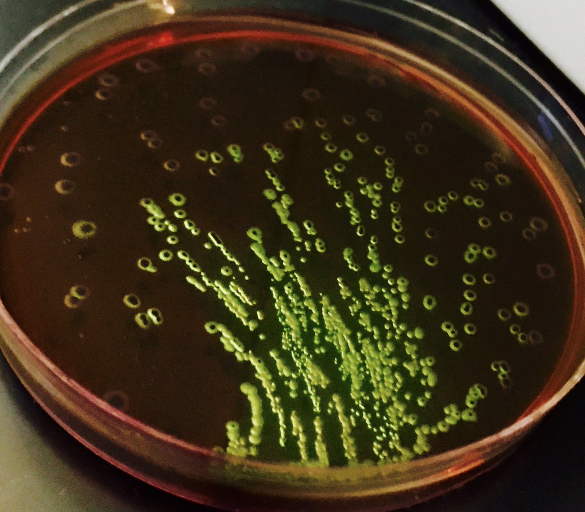 Emb Agar Art Agar Art Kit | STEAM | EDVOTEK