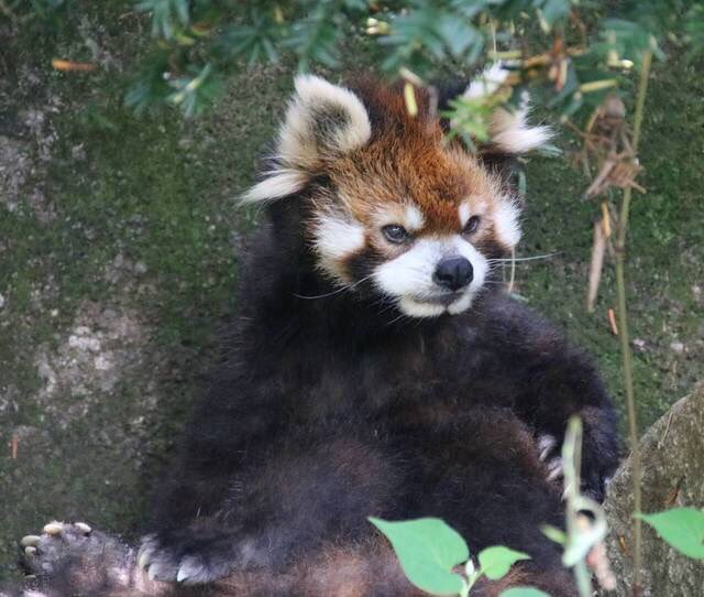 Red Panda Angry