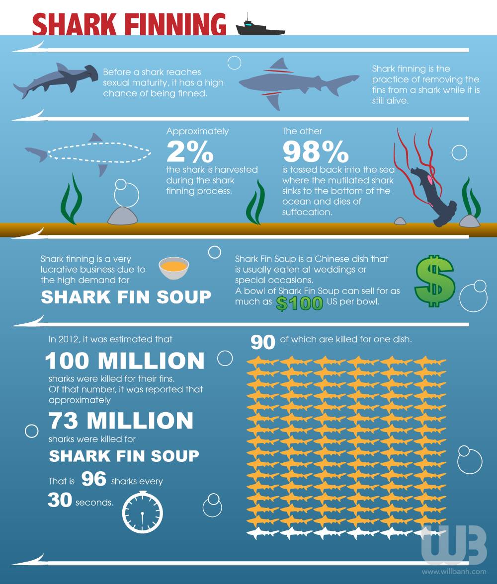 Shark Finning Process