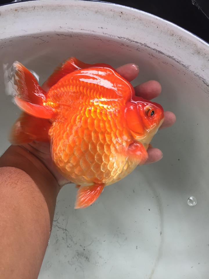 Japanese Ryukin Goldfish
